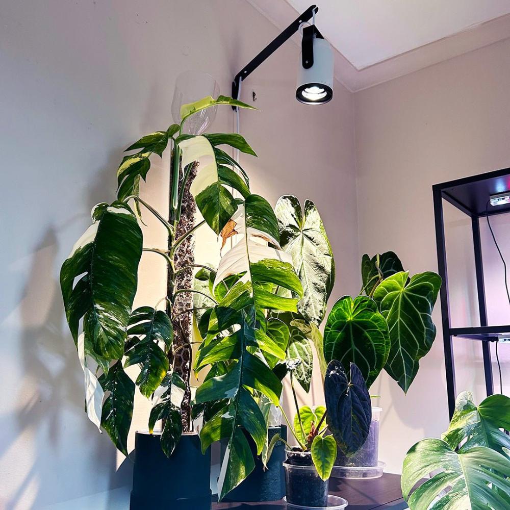 Sun Bulb | LED full spectrum grow bulb - gathera