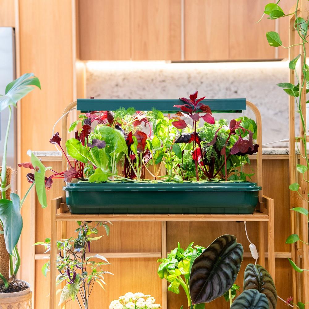 Sun Garden | The biggest indoor hydroponic garden - gathera