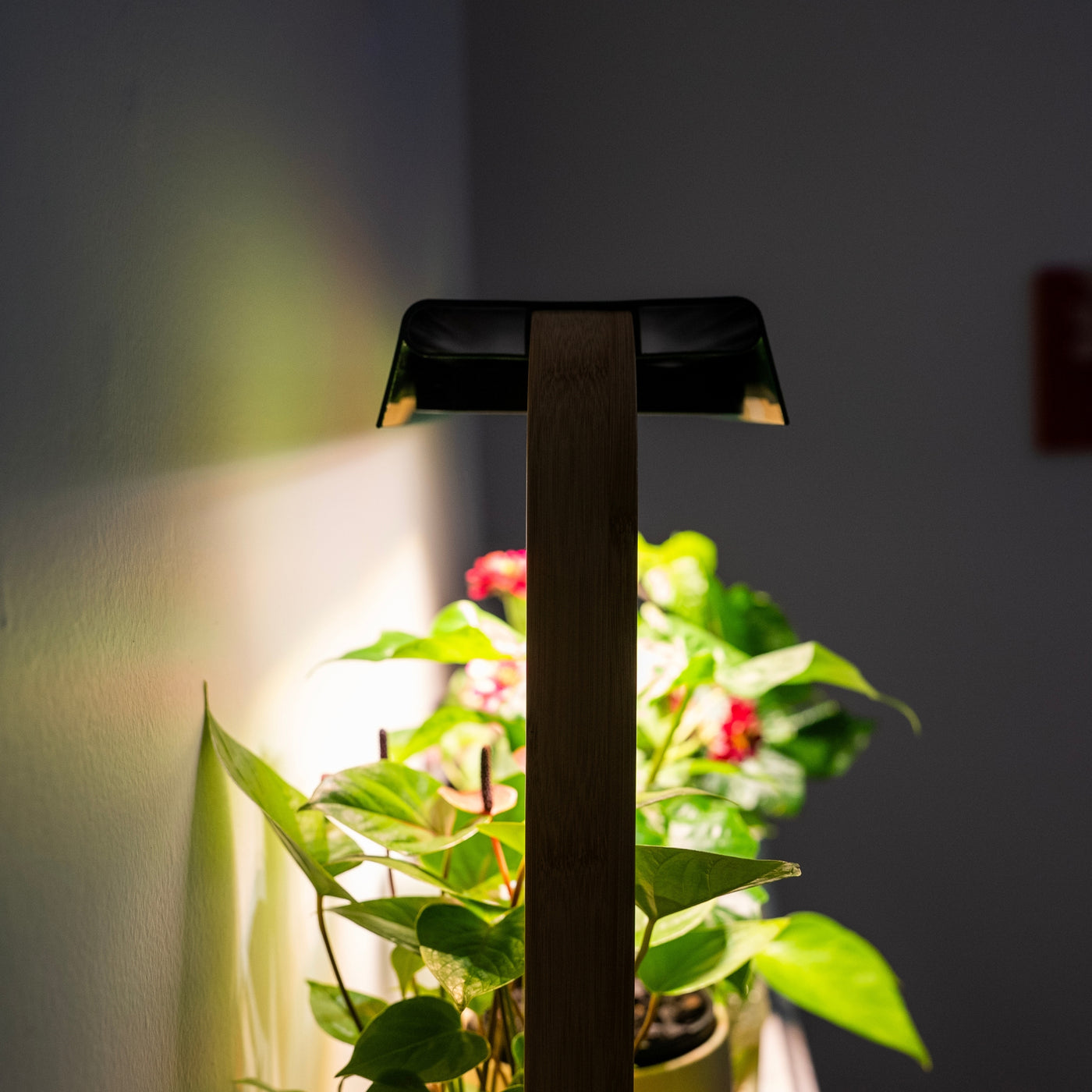 Sun Patch | Grow light for indoor plants and seedlings - gathera