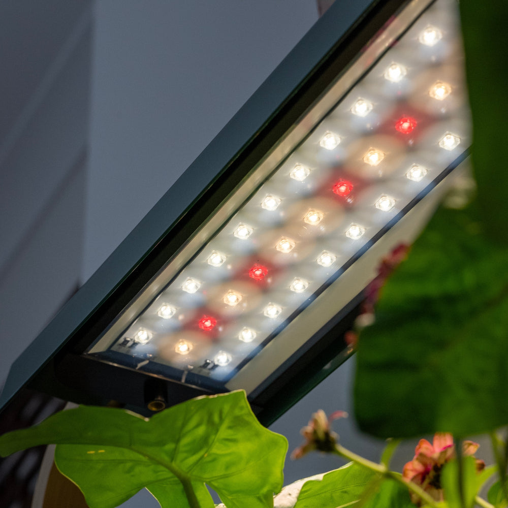 Sun Patch | Grow light for indoor plants and seedlings - gathera