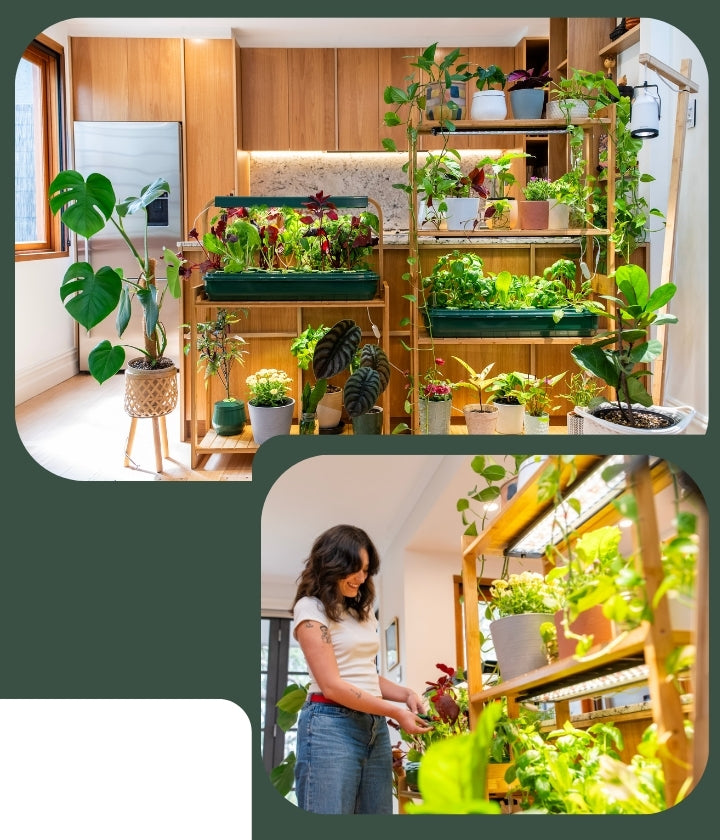 gathera | LED Grow Lights, Grow Shelves And Hydroponics