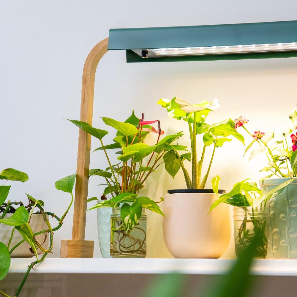 Sun Shelf | Modular Plant Shelf with Grow Lights - gathera