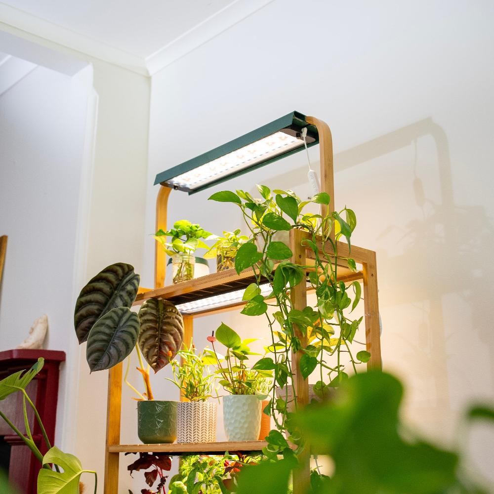 Sun Patch | Grow light for indoor plants and seedlings - gathera